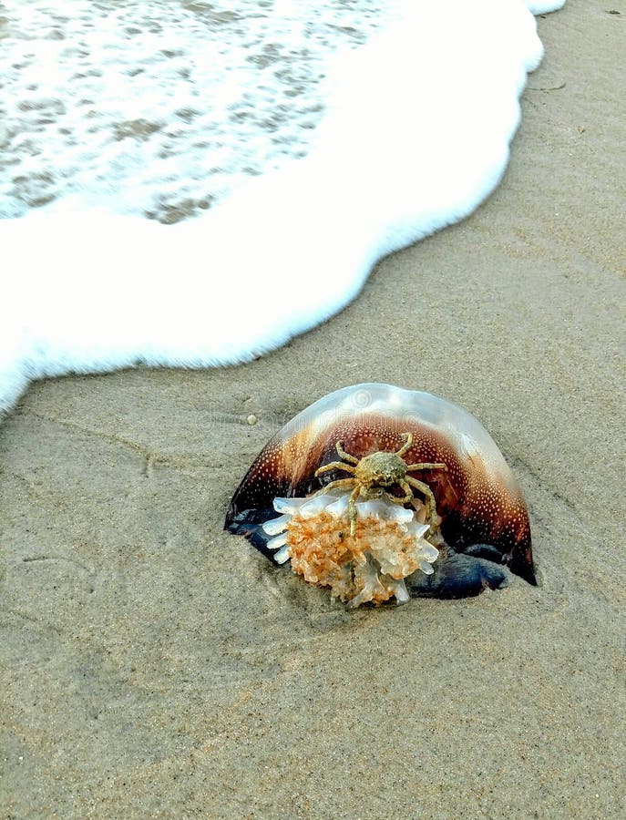 North Carolina Beach Jellyfish Wave Stock Image - Image of wave ...