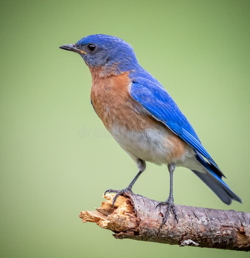 North Carolina Blue Bird Posing in a Left Facing Profile Stock Image ...