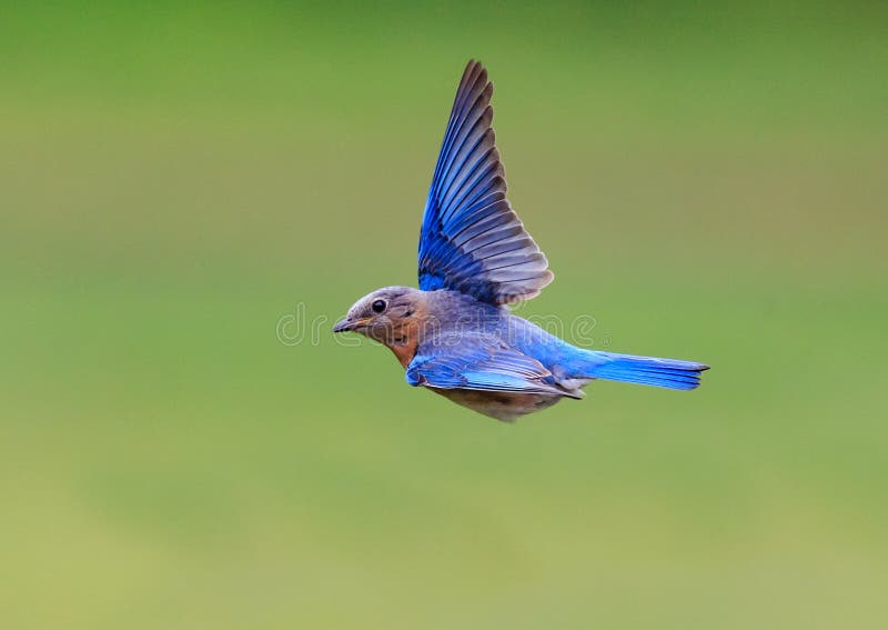 North Carolina Bluebird Flying To the Left Stock Image - Image of ...