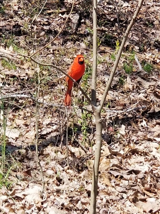 North Carolina cardinal stock image. Image of garden - 158203083