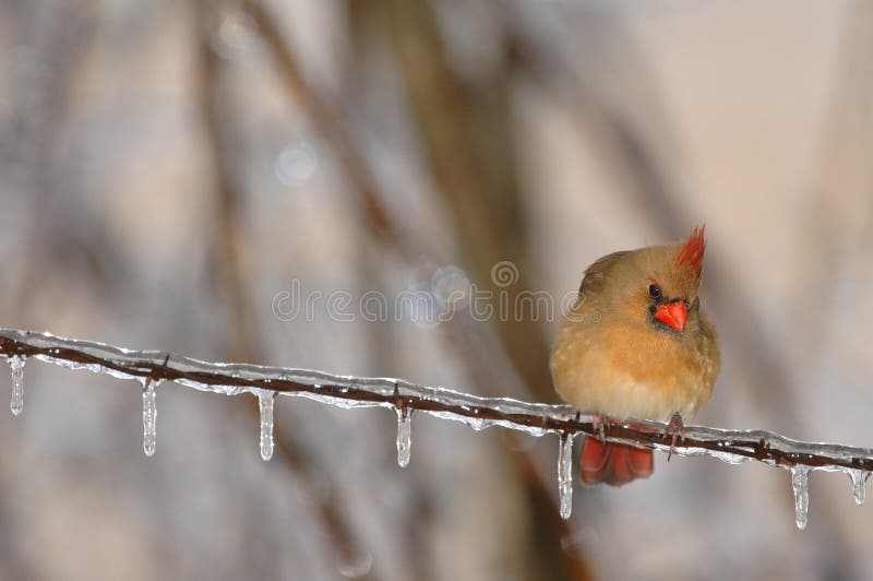 North Carolina State Bird stock image. Image of cardinal - 3887367