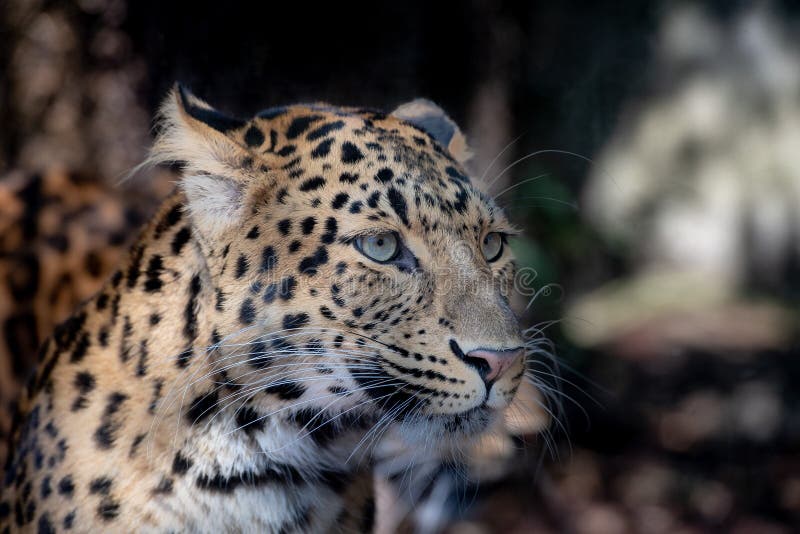 North Chinese Leopard Close Up Stock Image - Image of felidae, china ...