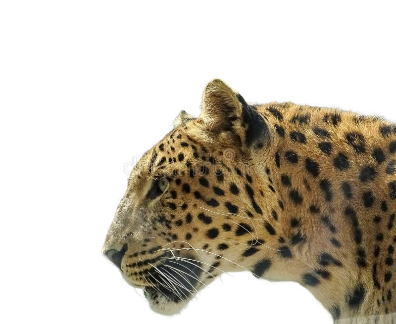 North Chinese Leopard Isolated. Panthera Pardus Japonensis Stock Image ...
