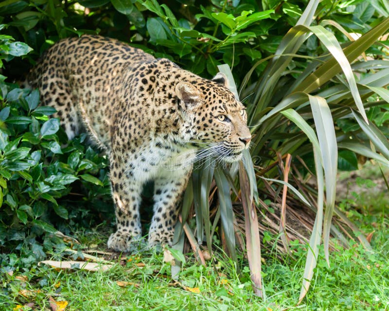 North Chinese Leopard Stalking through Bush Stock Photo - Image of ...
