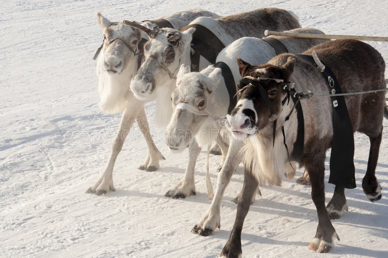 North Deer are Running on the Snowy Field Track Stock Photo - Image of ...