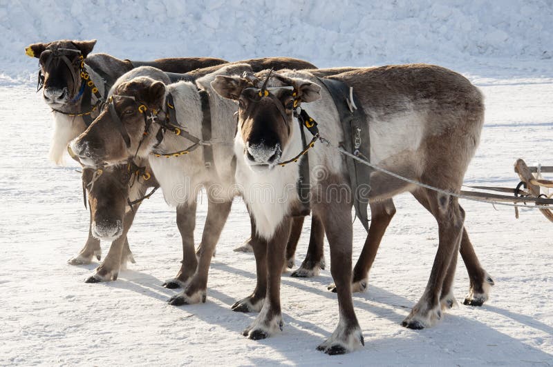 North Deer are Running on the Snowy Field Track Stock Image - Image of ...