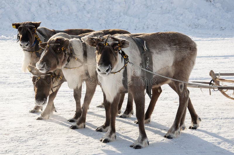 North Deer are Running on the Snowy Field Track Stock Photo - Image of ...