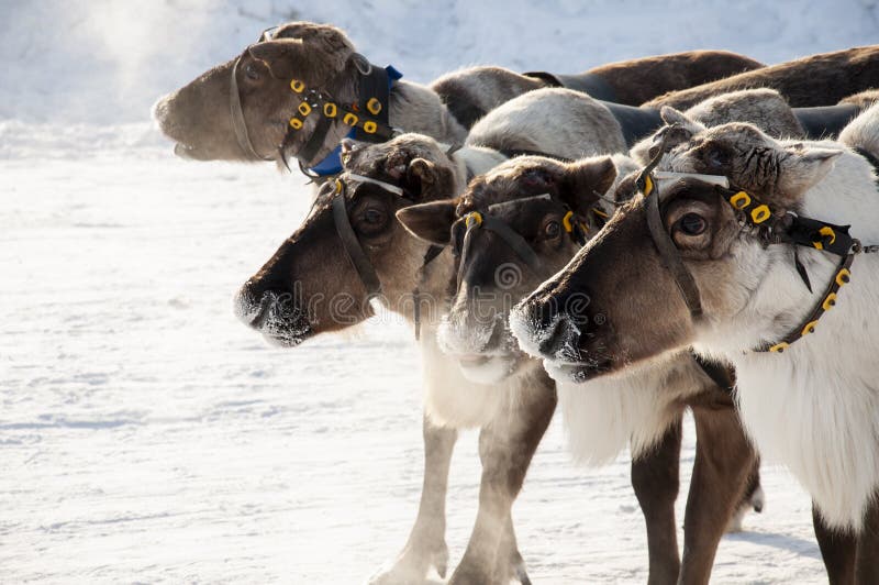 North Deer are Running on the Snowy Field Track Stock Photo - Image of ...