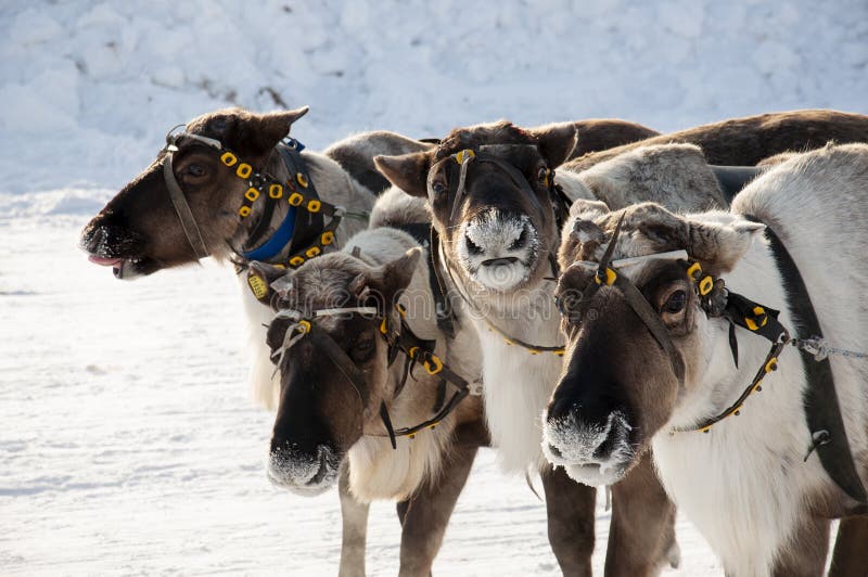 North Deer are Running on the Snowy Field Track Stock Photo - Image of ...