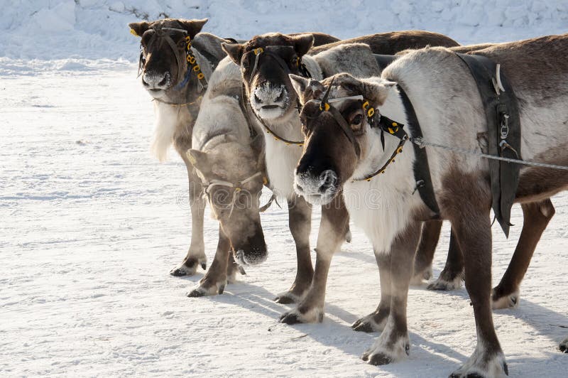 North Deer are Running on the Snowy Field Track Stock Photo - Image of ...