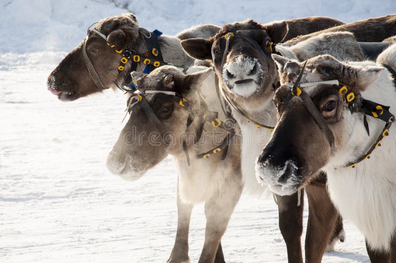 North Deer are Running on the Snowy Field Track Stock Image - Image of ...