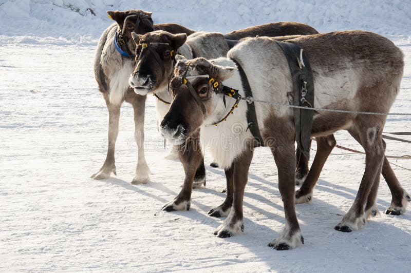North Deer are Running on the Snowy Field Track Stock Image - Image of ...