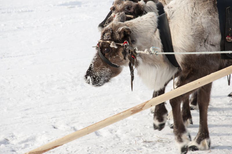 North Deer are Running on the Snowy Field Track Stock Image - Image of ...