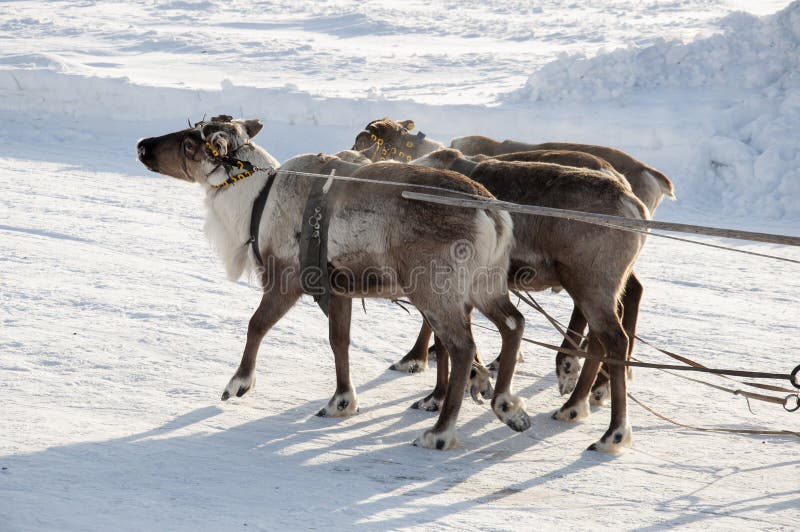 North Deer are Running on the Snowy Field Track Stock Photo - Image of ...