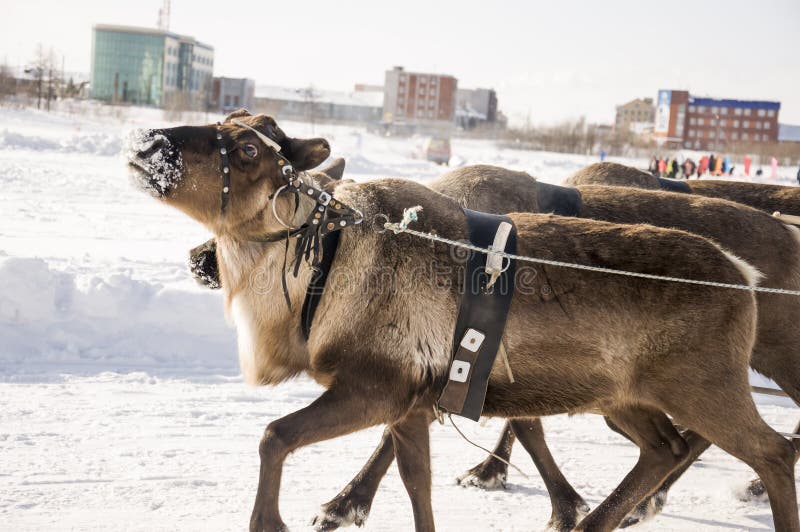 North Deer are Running on the Snowy Field Track Stock Image - Image of ...
