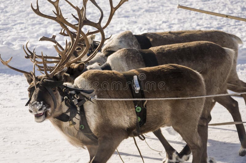 North Deer are Running on the Snowy Field Track Stock Photo - Image of ...