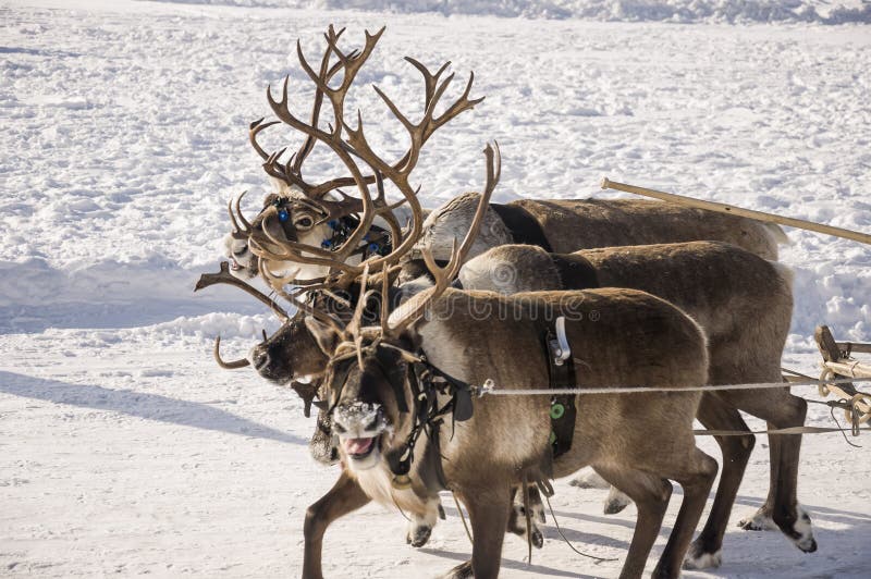 North Deer are Running on the Snowy Field Track Stock Photo - Image of ...