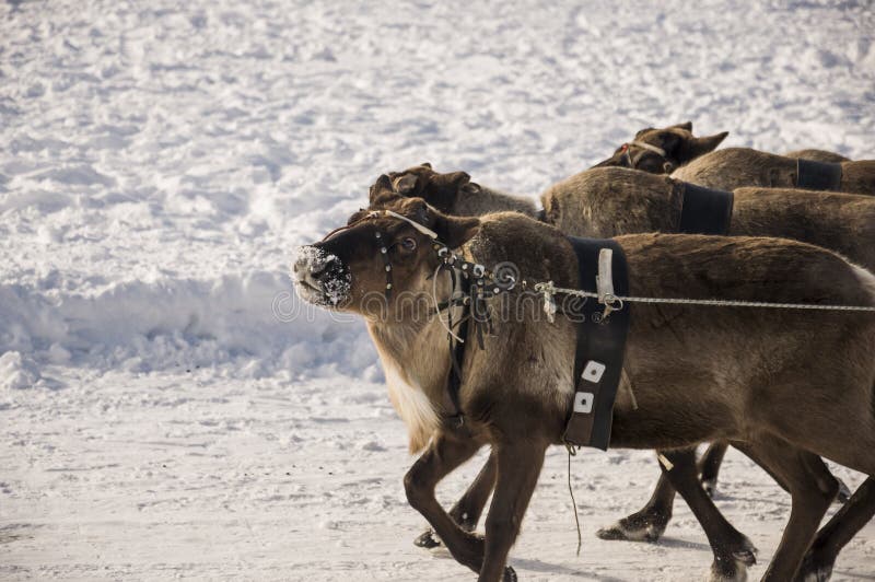 North Deer are Running on the Snowy Field Track Stock Image - Image of ...
