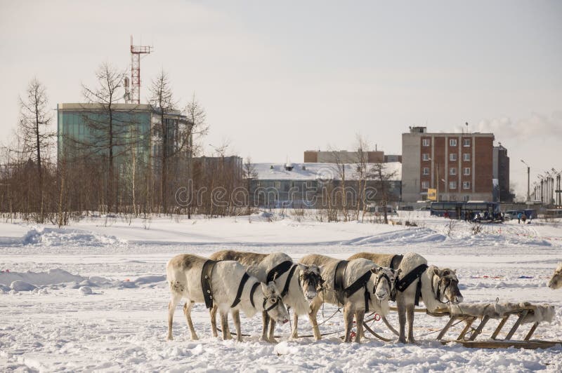 North Deer are Running on the Snowy Field Track Stock Image - Image of ...