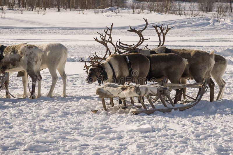 North Deer are Running on the Snowy Field Track Stock Image - Image of ...