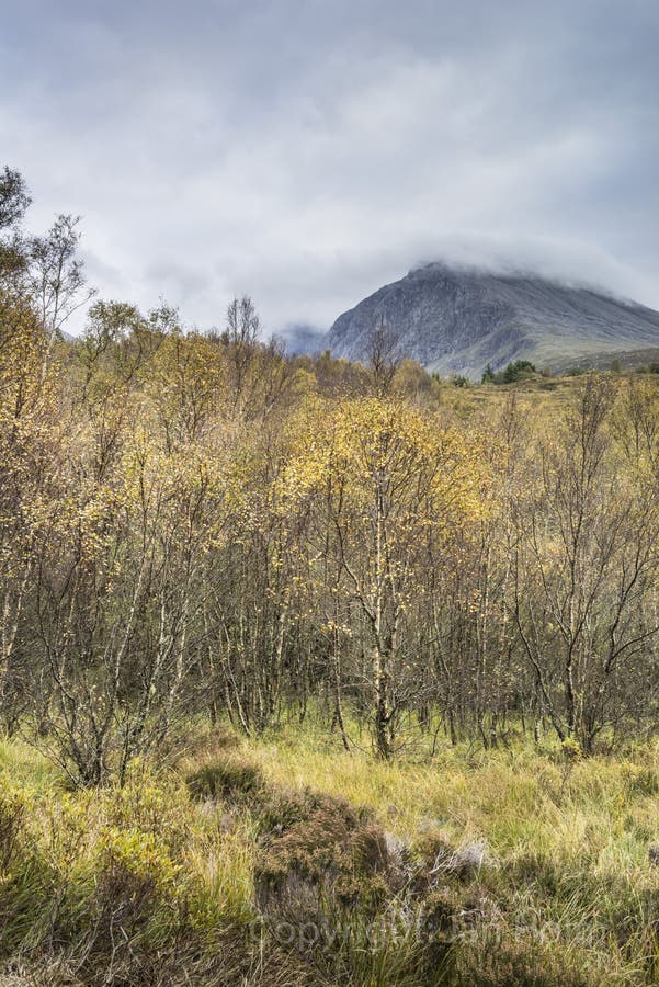 Birch Trees in Winter in the Cairngorms National Park of Scotland ...