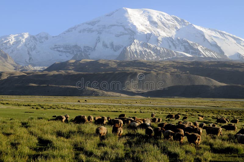 North Face of the Mustagh Ata. China Stock Image - Image of himalaya ...