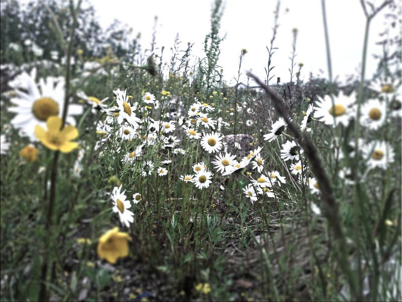North flower stock image. Image of green, russia, greenery - 39556545