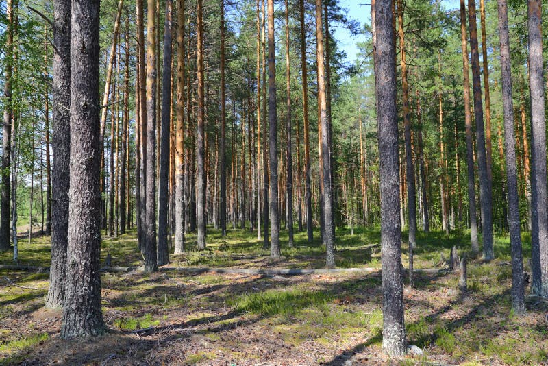 North Forest Landscape in Karelia Stock Photo - Image of fresh, flora ...