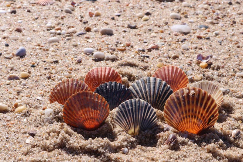 Nine Scallop Shells in the Sand 2 Stock Photo - Image of shell ...