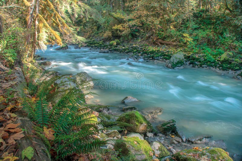 North Fork Nooksack River in Washington Stock Image - Image of green ...