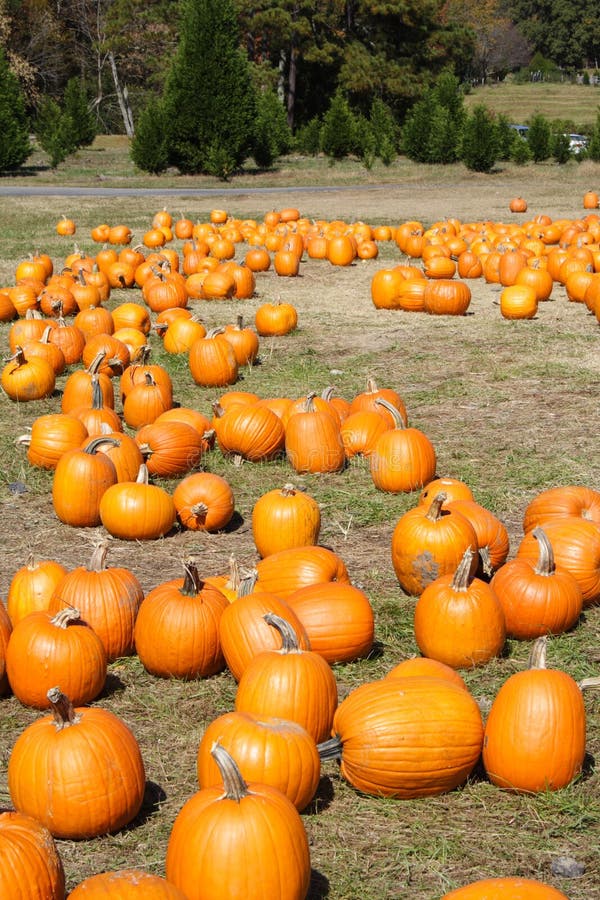 Pumpkin farm during sunset stock image. Image of fall - 34352877