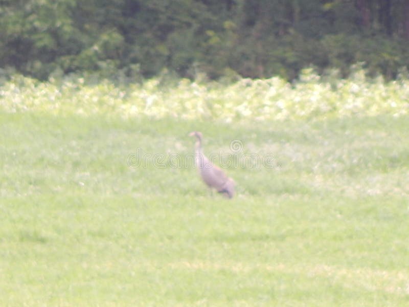 North German Forest in Summer Stock Image - Image of wildlife, wetland ...