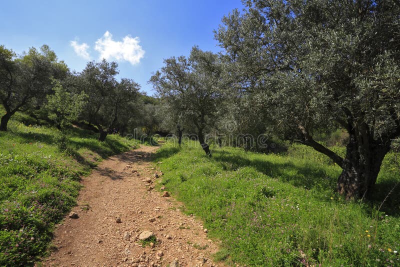 The North of Israel, Mountain Meron Stock Image - Image of season ...