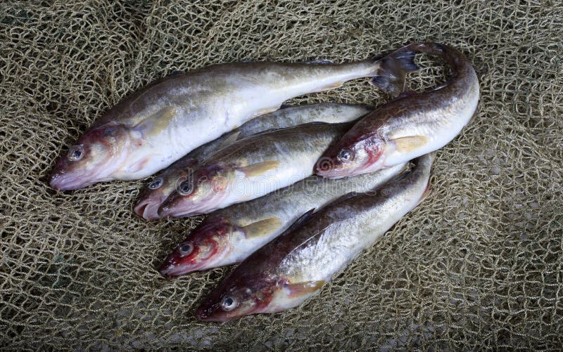 Saffron cod on net stock image. Image of russia, industry - 227493835