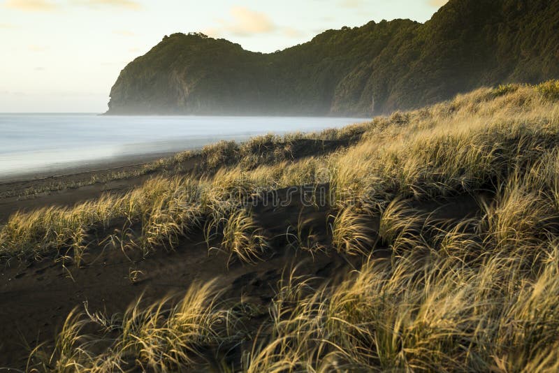 North Piha stock image. Image of seeds, seaside, light - 27650047