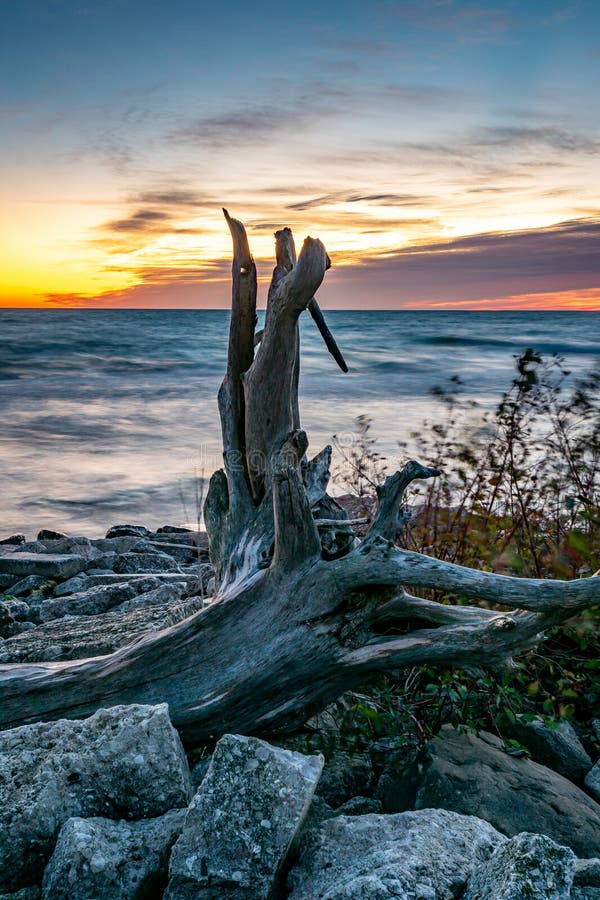 North Point Park Drift Wood Stock Image - Image of north, morning ...