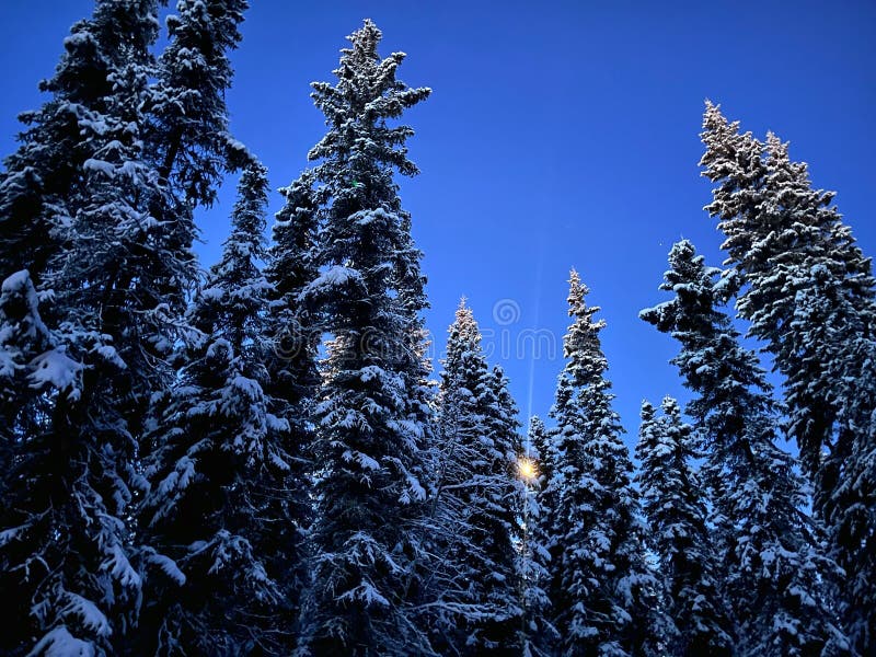 Moon Peering through the Trees Stock Photo - Image of pole, north ...