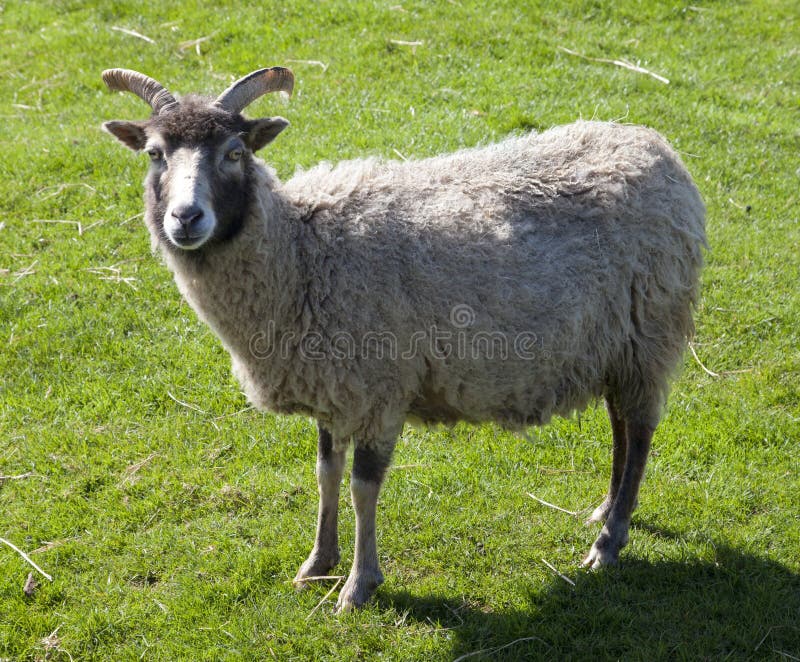 Ronaldsay Ram Stock Photos - Free & Royalty-Free Stock Photos from ...