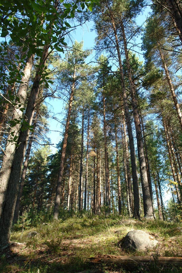 North russian forest. stock image. Image of russian, august - 5239003