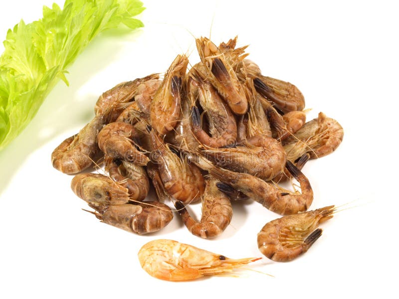 Small North Sea or Atlantic Shrimps Stock Image - Image of isolated ...