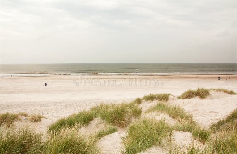 North Sea Beach in Denmark. Dune Grass. Stock Image - Image of denmark ...