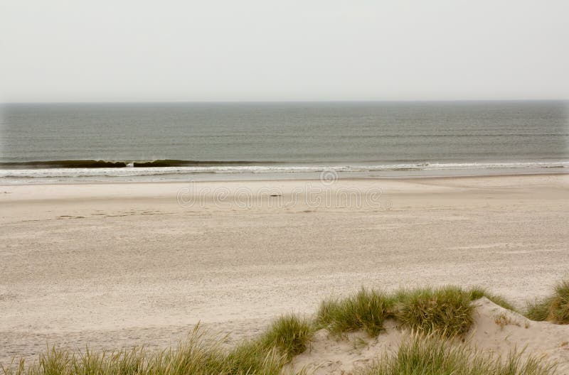 North Sea Beach in Denmark. Dune Grass. Stock Photo - Image of seaside ...