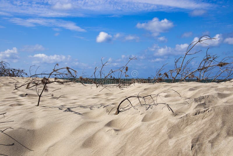 North Sea Beach and Dunes in Denmark Stock Photo - Image of horizon ...