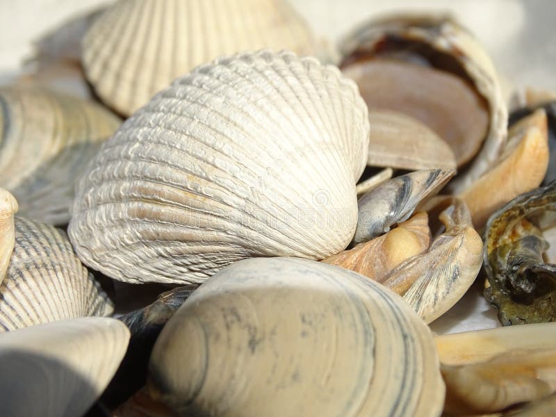 North sea shells stock photo. Image of collection, natural - 76473422