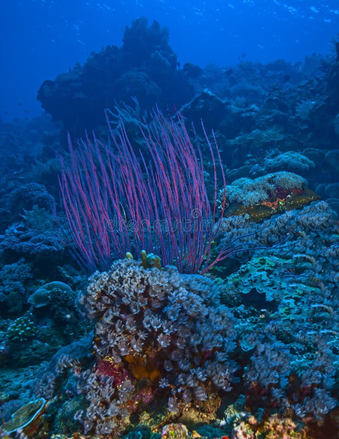 North Sulawesi,Indonesia stock image. Image of pacific - 157329789