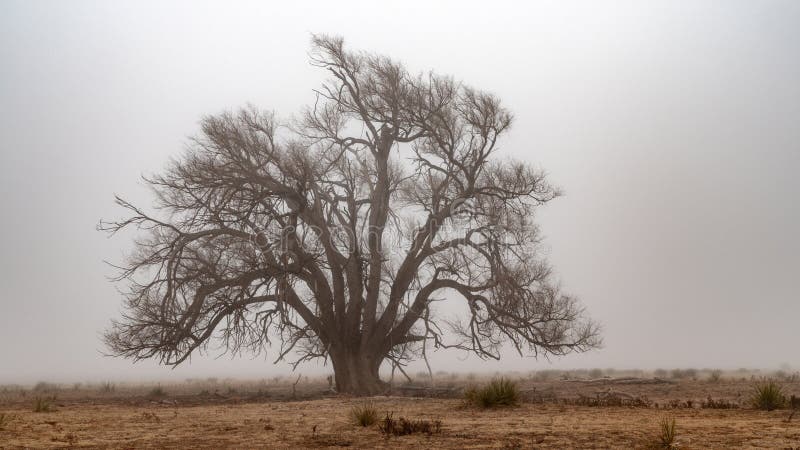 North Texas Tree and Fog Early Morning Stock Photo - Image of fogy ...