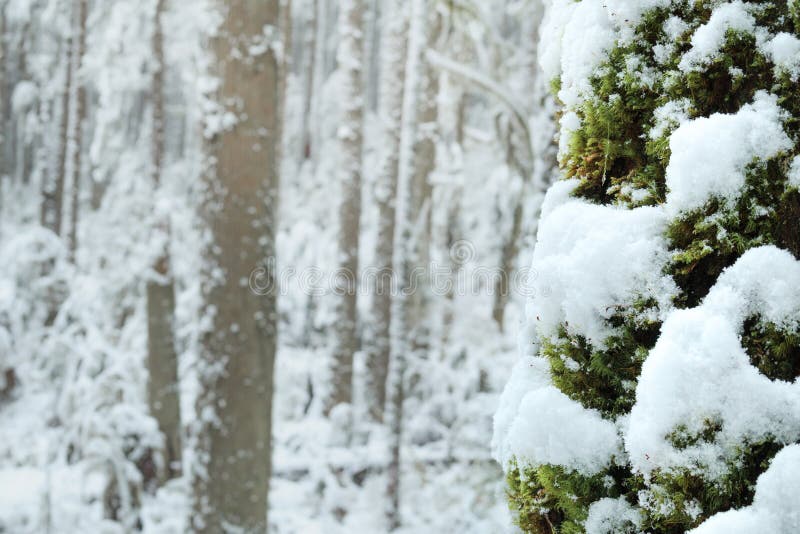 Winter Forest Scene with Focus on Tree with Snow Covered Moss. Stock ...