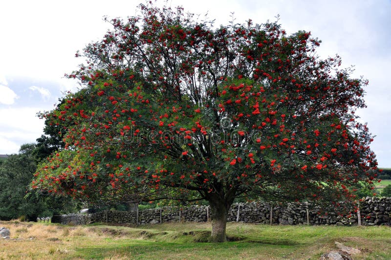 North Yorkshire Moors England Stock Photo - Image of north, tree: 41590836