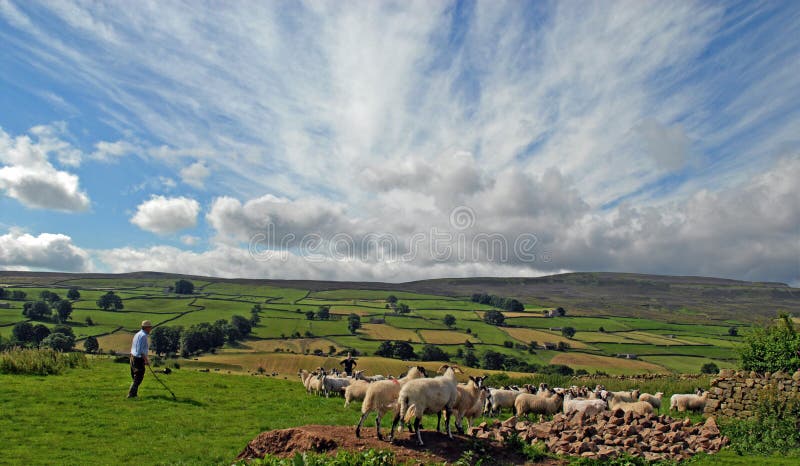 North Yorkshire Shepherd and Sheep Flock Stock Photo - Image of england ...
