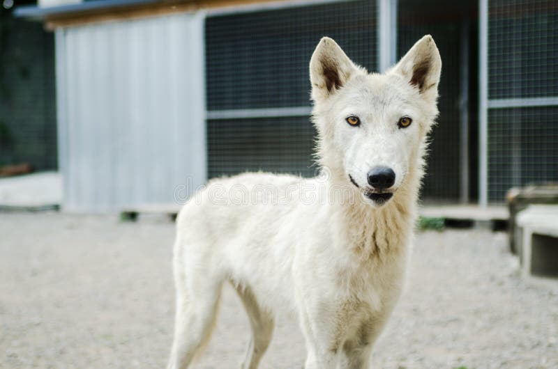 Northaid americano imagen de archivo. Imagen de americano - 43464781